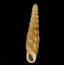 Clausiliidae