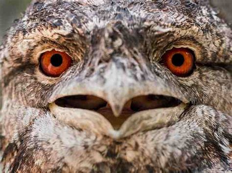 Do Birds Blink An Exploration Of Avian Eye Behavior