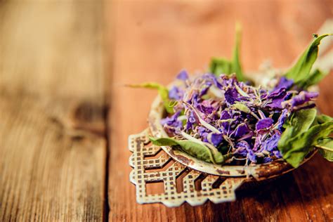 파이어에서 전통적인 러시아 녹색 허브 차 잎 Koporye 차 러시아 차 또는 이반 차이 건강관리와 의술에 대한 스톡 사진 및 기타 이미지 Istock