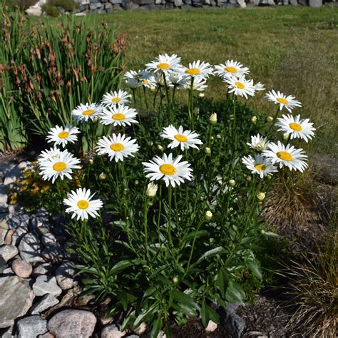 Colored Shasta Daisy