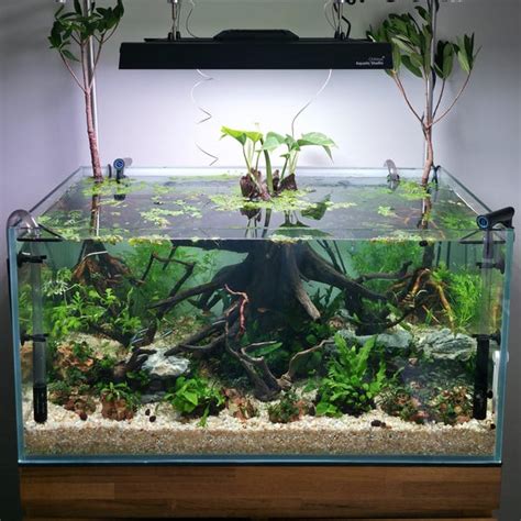 Aquarium Plants 3 Live Mangrove Trees Red Mangrove Propagule Plants