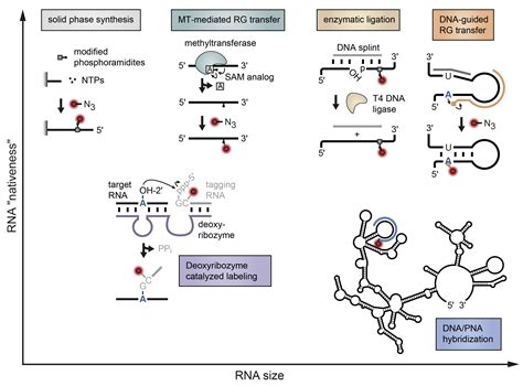 Fretlabel Rna Fretools