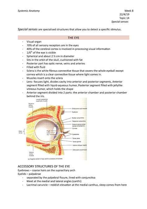 Topic 14 Thorough Lecture Notes From Amanda Hawkins Systemic Anatomy Lectures Used These