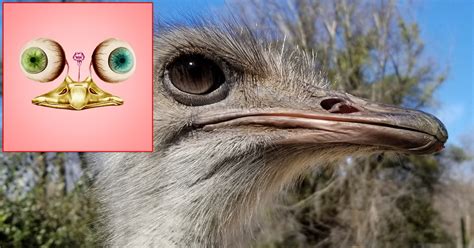 ငှက်ထဲမှာ အကြီးဆုံးဖြစ်သလို ကမ္ဘာပေါ်မှာလည်း အကြီးမားဆုံး မျက်လုံး‌တွေကို ပိုင်ဆိုင်ထားတဲ့ ငှက