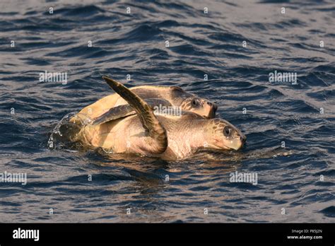 Turtle Mating Hi Res Stock Photography And Images Alamy