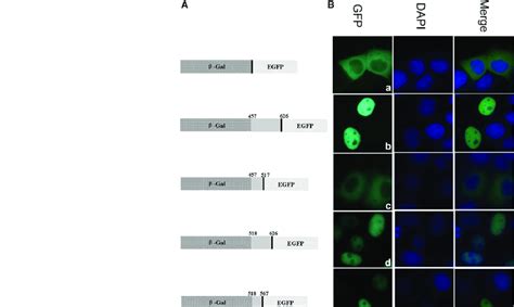 Mapping The Functional Nls In Hif3a C Terminal Region A Schematic Download Scientific