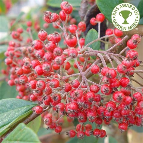 Cotoneaster Lacteus Evergreen Cotoneaster Tree Ornamental Trees