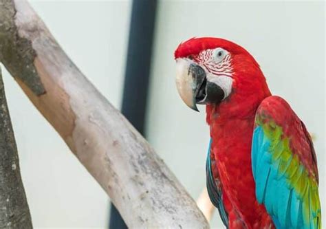 Parrot Digestive System Digestive System In Birds