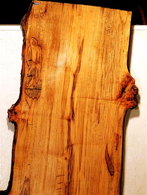 G81 Spalted Maple Burl Live Edge Slab Etsy
