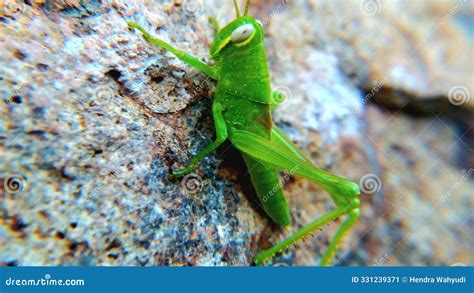 Very Beautiful Green Grasshopper Stock Image Image Of Grass Invertebrate 331239371