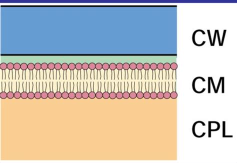 Lecture 14 The Arachaea Flashcards Quizlet