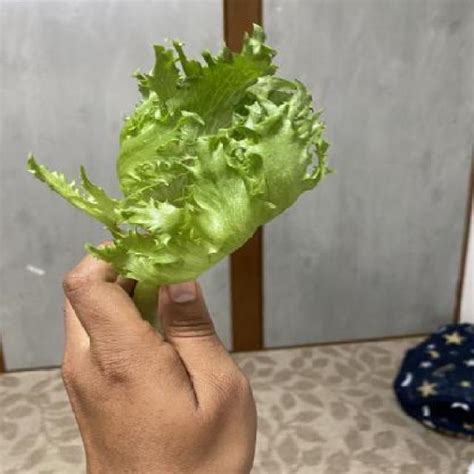 Wild Plant And Lettuce Detection Object Detection Dataset By Tekno