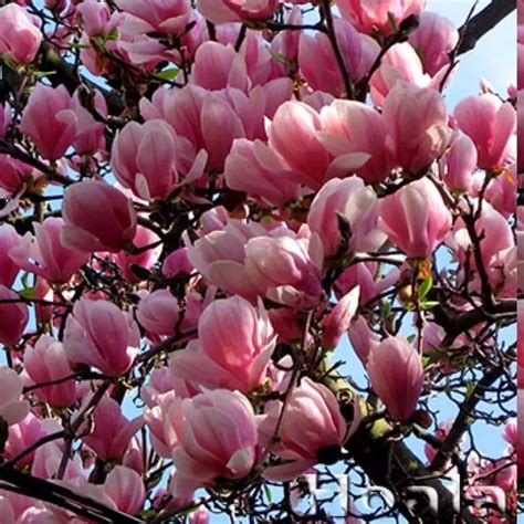 خرید و قیمت نهال ماگنولیا صورتی از غرفه نهالستان بهترین ها