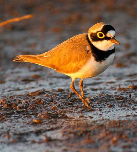Little Ringed Plover Birds Of India Bird World