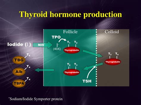 Ppt Thyroid Powerpoint Presentation Free Download Id545396