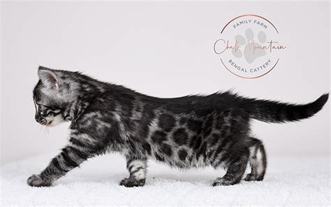 Coal Silver Charcoal Bengal Kitten For Sale Near Austin Texas