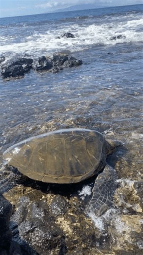 60 Green Sea Turtle Migration Stock Video Footage 4k And Hd Video