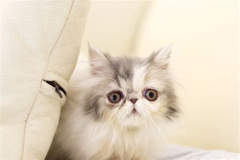 대구 2019 0204 페르시안 익스트림 키키 책임분양 강아지무료분양 고양이무료분양 도그마루 보호소 유기견 강아지입양 유기견입양 고양이입양 유기견무료분양 유기묘