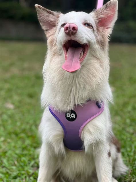 Petoo Pet Products Posted On Linkedin