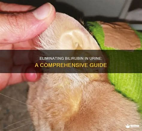 Eliminating Bilirubin In Urine A Comprehensive Guide Medshun