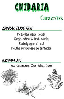 Phyla Posters Cnidaria By Wilding Designs Tpt