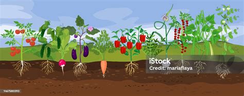 다양한 야채가 있는 주방 정원 잘 익은 과일과 지상 아래의 뿌리 시스템을 가진 채소 식물 세트가있는 풍경 수확 시간 원예에 대한 스톡 벡터 아트 및 기타 이미지 Istock