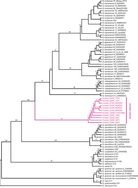 maximum likelihood tree based on nuclear ribosomal its and chloroplast
