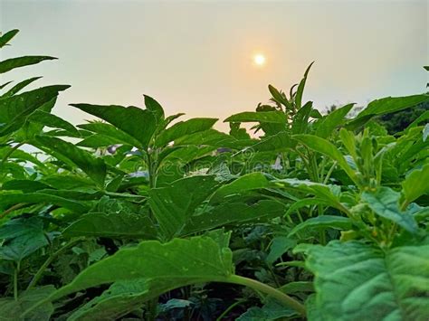 A Ground Natcher Stock Image Image Of Tree Green Natcher 178984067