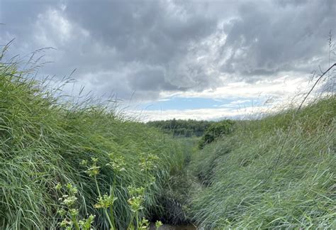 Habitat Classification Environmental Consulting Fitzggerald Ecology