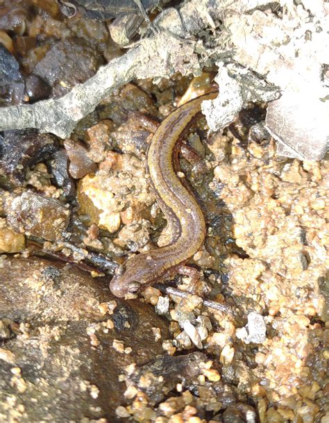 Cellphone Pic Of This Cute Lil Wild Slamander I Almost Caught Today