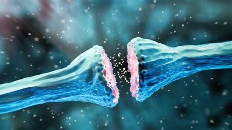Synaptic Dysfunction In Huntingtons Disease Newhampshireanesthesia
