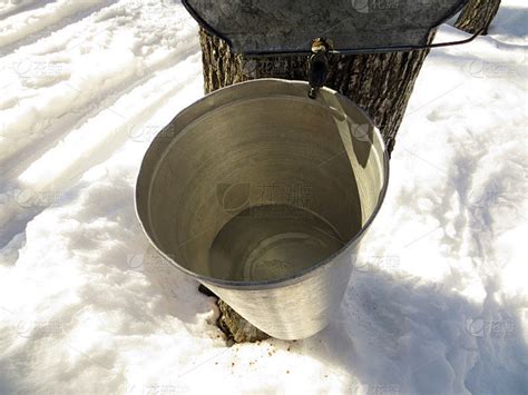 收集糖枫树的汁液