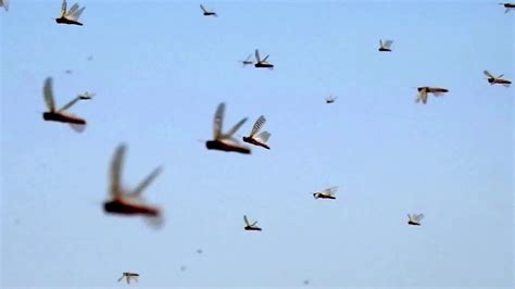 Locust Swarms Threaten Food Supplies In East Africa Youtube