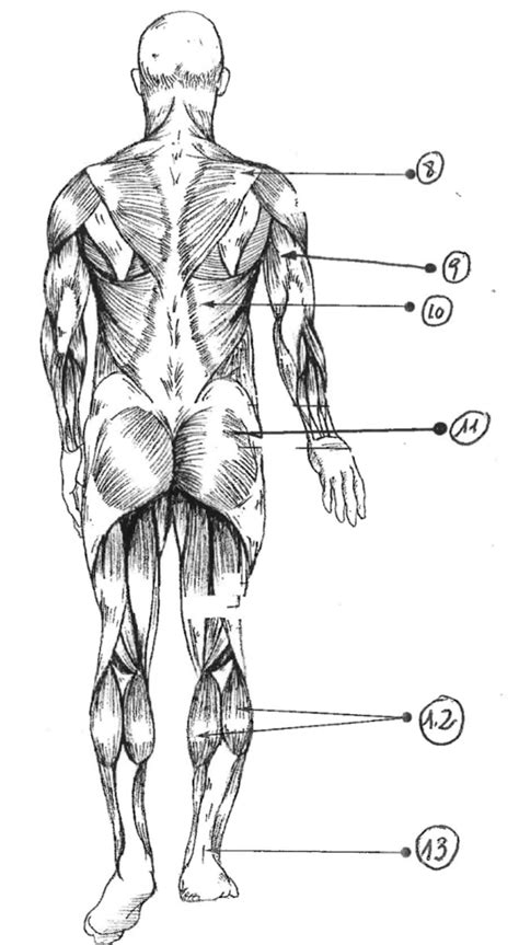Muscles Pt 2 Diagram Quizlet