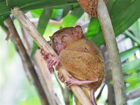 보홀 자유여행 육상투어 안경원숭이 초콜릿힐 네이버 블로그