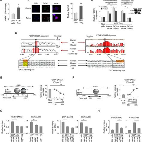 Transcription Machinery Of Foxp3 In Cd8 Treg Cells Schematic Diagram