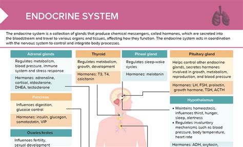 Endocrine System Free Cheat Sheet Lecturio Nursing