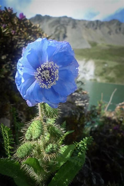 绿绒蒿图片花语 稀世 传说 第2页 大山谷图库