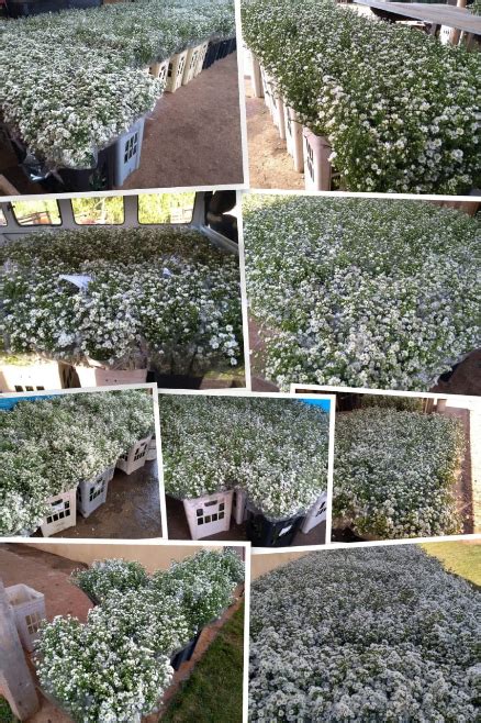 Aster Cracked Preço Venda Compra Mf Rural