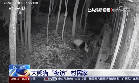 Wild Giant Panda Feasts At Villagers Home From 2 Am To 5 Am In Sichuan
