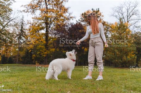 가을에 공원에서 사모예드 강아지와 놀고 있는 아름다운 젊은 여자 귀여운에 대한 스톡 사진 및 기타 이미지 귀여운 사모예드