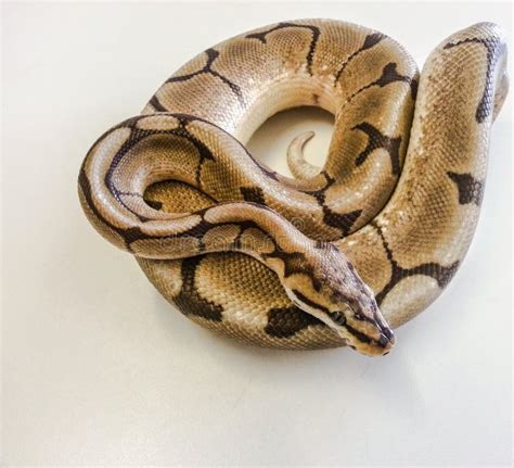 Royal Python Portrait Stock Photo Image Of Royal Spider