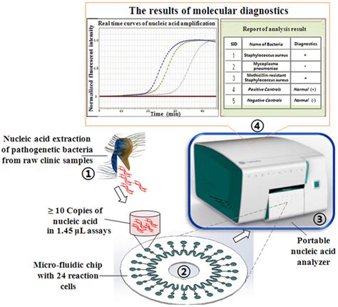 A Rapid Low Cost And Microfluidic Chip Based System For Parallel Identification Of Multiple