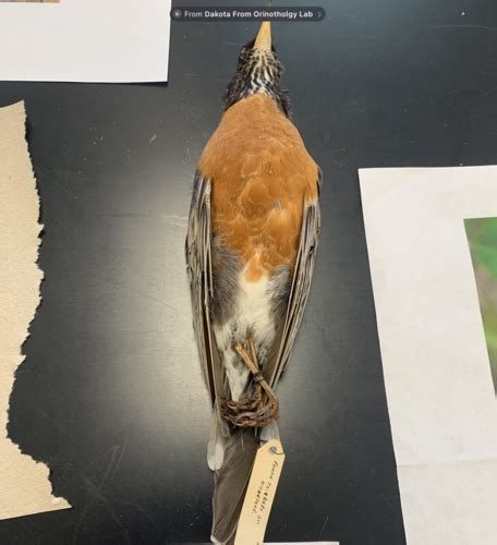 Ornithology Lab Exam 2 Flashcards Quizlet