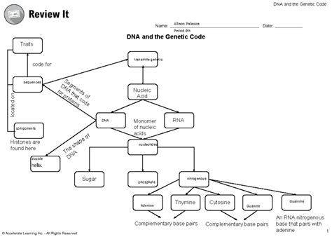 Dna The Genetic Code Handout Dna And The Genetic Code Traits Rna