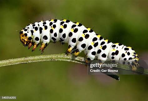 Moth Mullein Photos And Premium High Res Pictures Getty Images