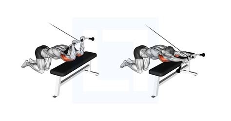 Cheat Curl Guide Benefits And Form