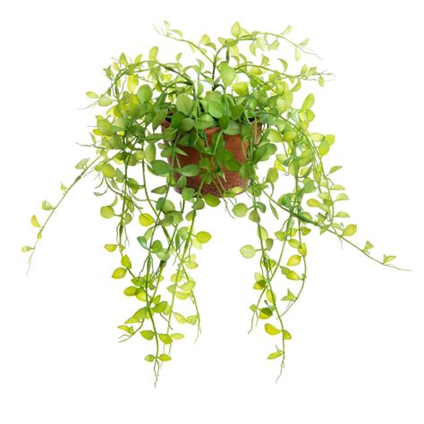 Button Leaf Plant With Brown Planter 9