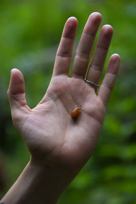 To Search For A Near Extinct Snail Tread Lightly Trueviralnews