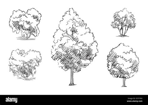 Hand Drawing Sketch Of Trees Vector Illustration Stock Vector Image